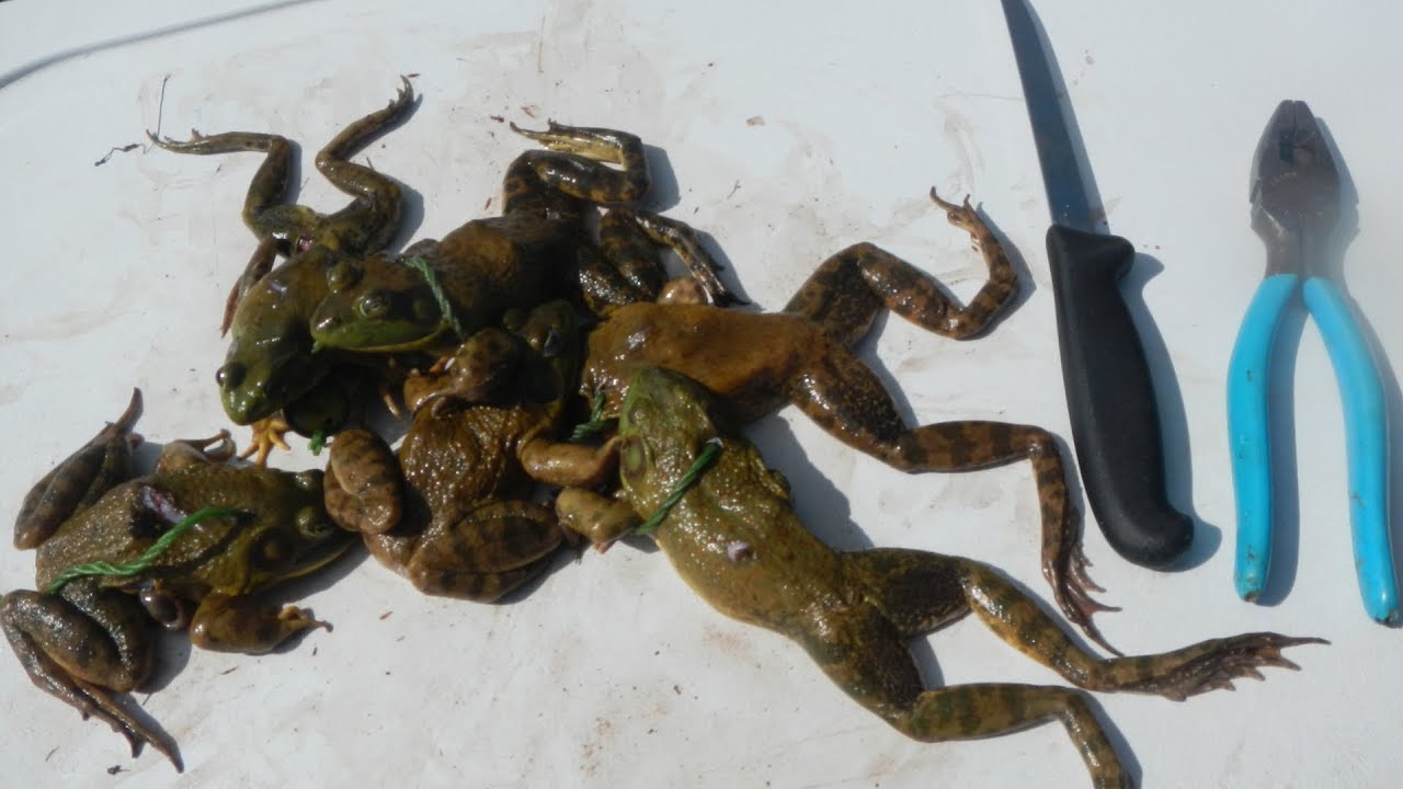 Vlog #77: Clean and Cook Fried Bullfrog Legs - YouTube