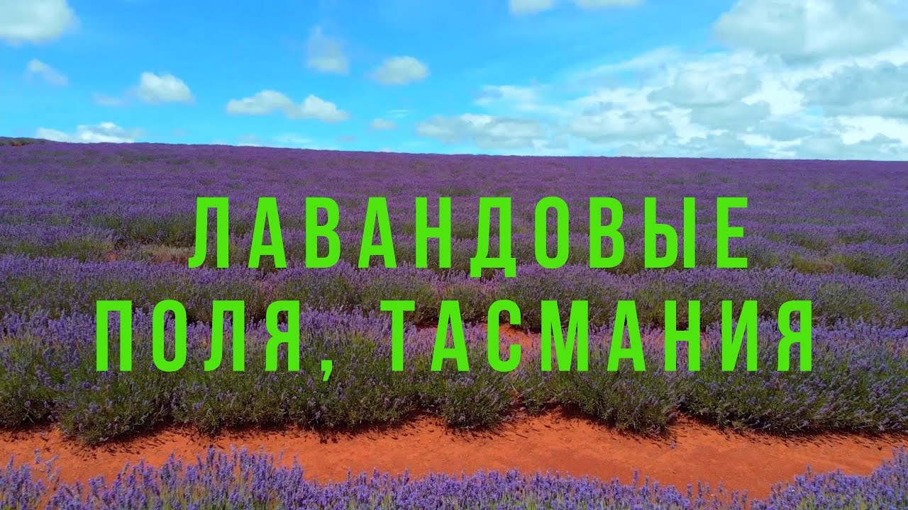 Лаванда цветущие поля лаванды в Тасмании Youtube
