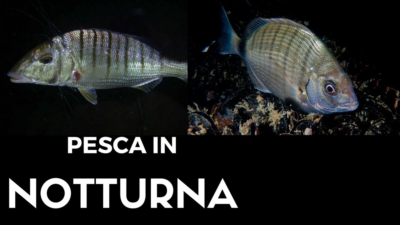 Surfcasting: Mormora e Sarago in notturna in condizioni difficili ...