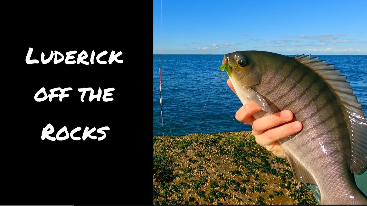 Luderick off the Rocks | A Beginners Guide - YouTube