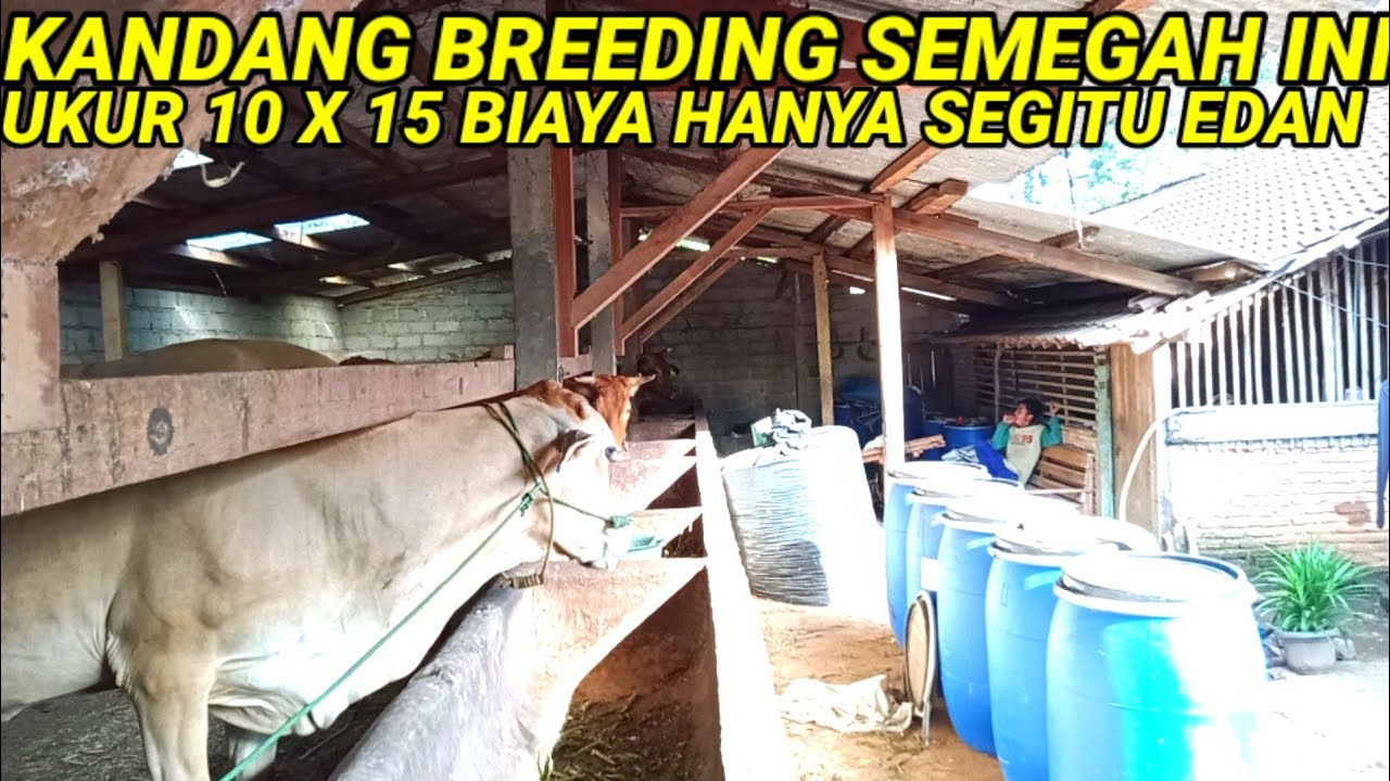 UKURAN KANDANG BREEDING SAPI SEMEGAH INI 10 X 15 BIAYA CUMA SEGITU ...