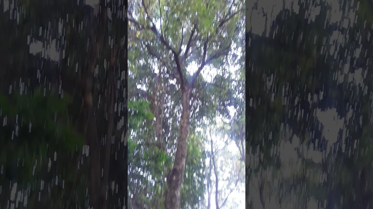 Jamun ka ped paudha and Hara Bhara Bagicha handsome tree - YouTube