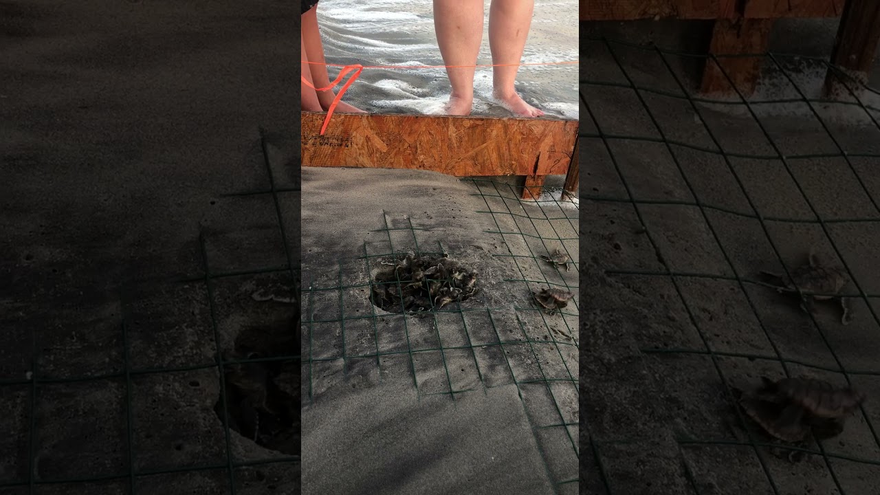 Sea Turtles Hatching at Oak Island, NC - YouTube