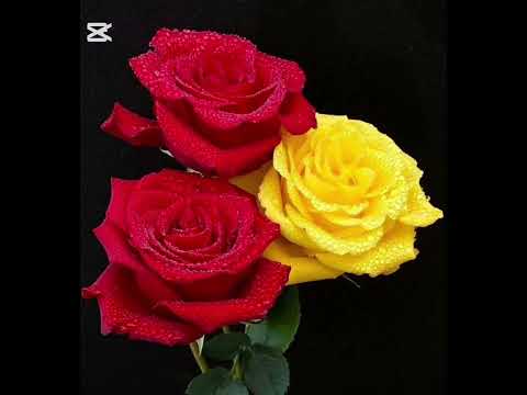 #türküler #türkü #türkülersevdamız #viralyoutubenew #music#seslidinle #şarkı #shortvideo #beautiful