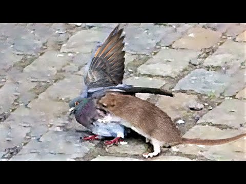 How Rats Are Turning into Pure Evil ! - YouTube