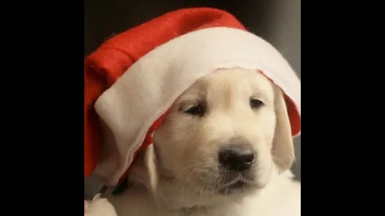 8 Ball Pool live gameplay - Challenge friends - YouTube