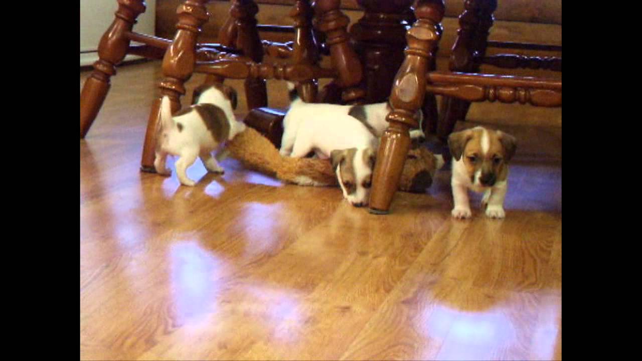 Quail Ridge Kennel's Jack Russeell Terrier Puppies - YouTube