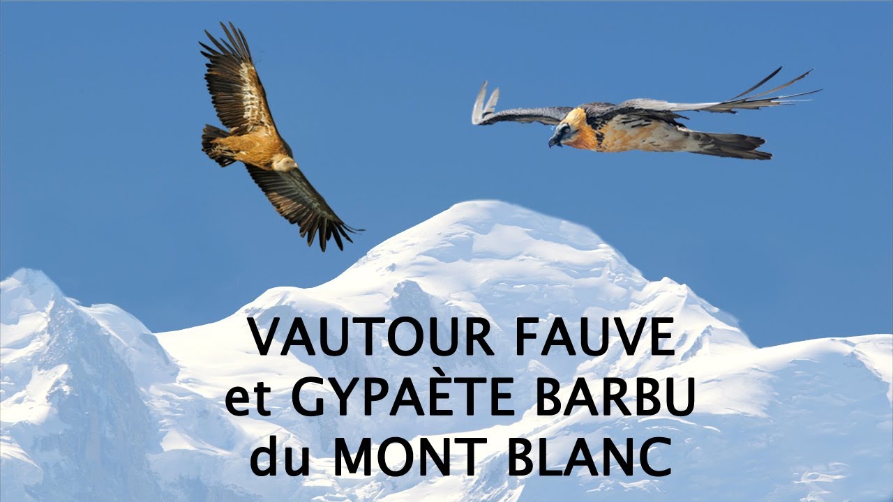 VAUTOUR FAUVE ET GYPAETE BARBU DU MONT BLANC - YouTube