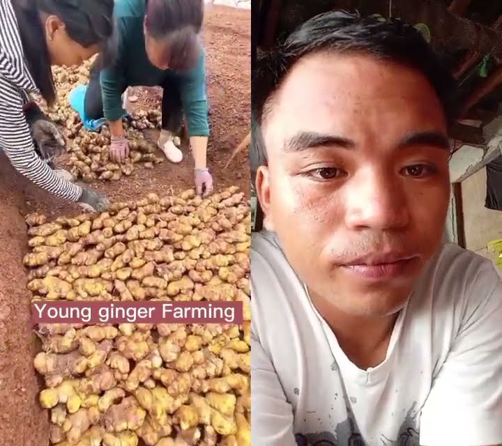 Luya farming #agriculture #youtubeshorts #viral #cliffordsakalam - YouTube