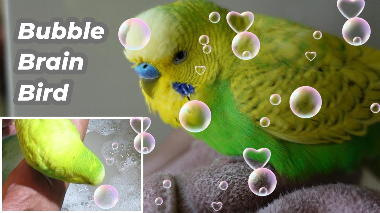 PEDRO the Budgie : Bubble Brain Bird - YouTube
