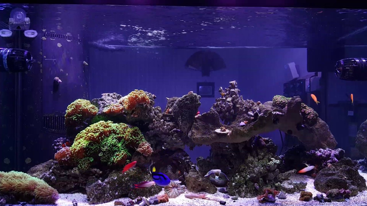 120g Reef Tank - YouTube