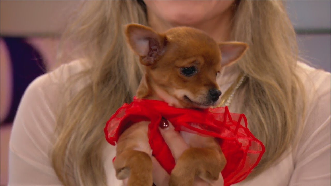 Paws on the Runway event looking to give adoptable dogs a home - YouTube