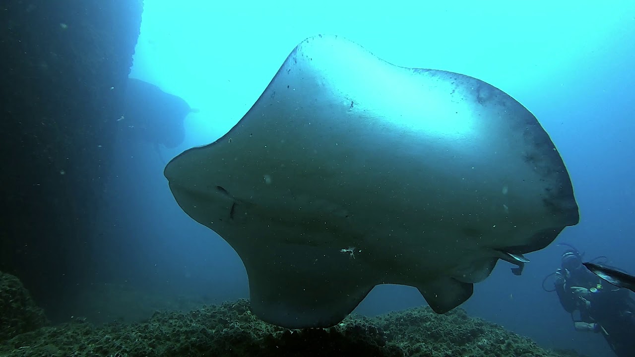 Scuba Dive Wolf Rock 23-11-19 - YouTube