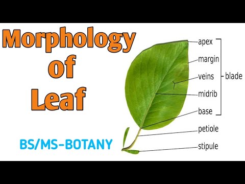 Morphology of Leaf | BS/MS-Botany | Urdu & Hindi - YouTube