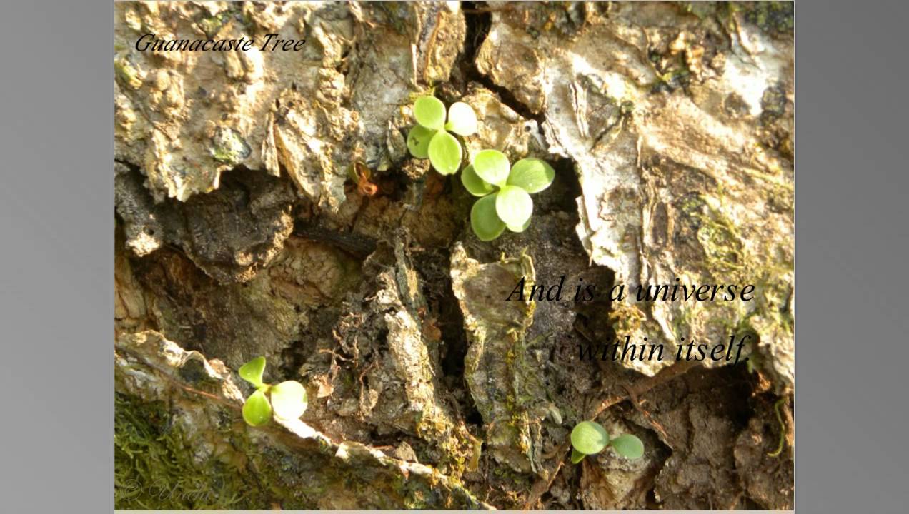 Guanacaste Tree of Costa Rica - YouTube