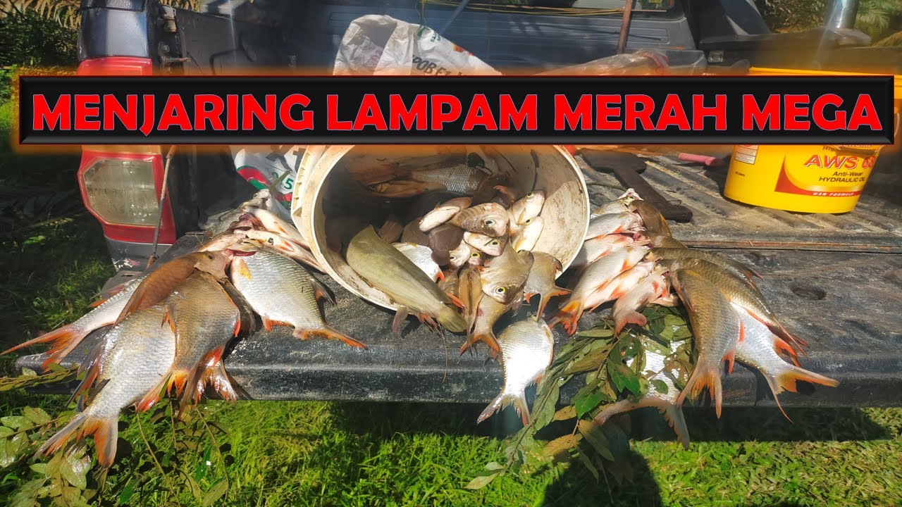 Menjaring Ikan Lampam Ekor Merah di Lubuk Kelapa Sawit - YouTube