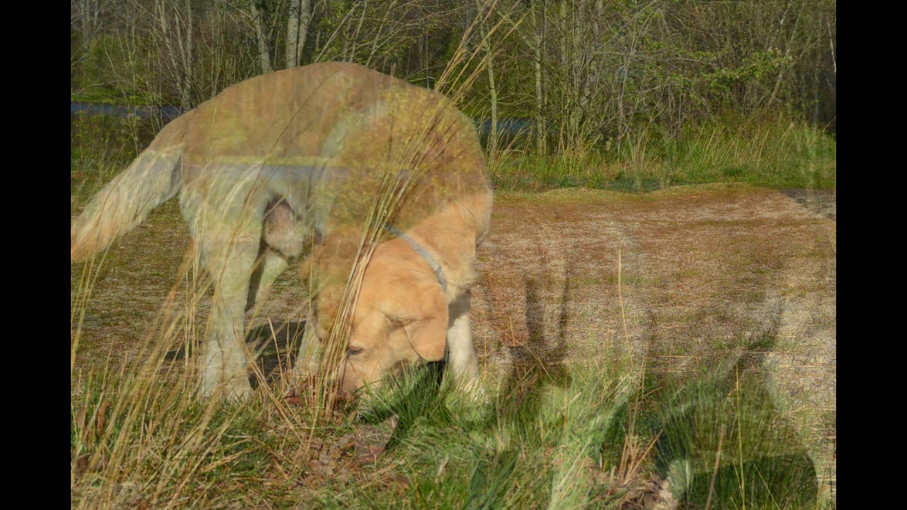 A Day at Tubbs Meadow May 2020 - YouTube