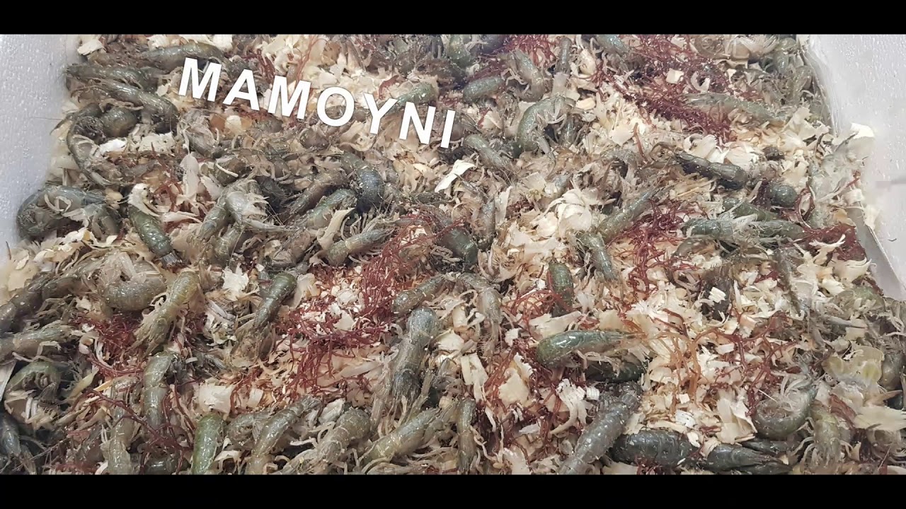 Ζωντανά Δολώματα - Fishing Spot - YouTube