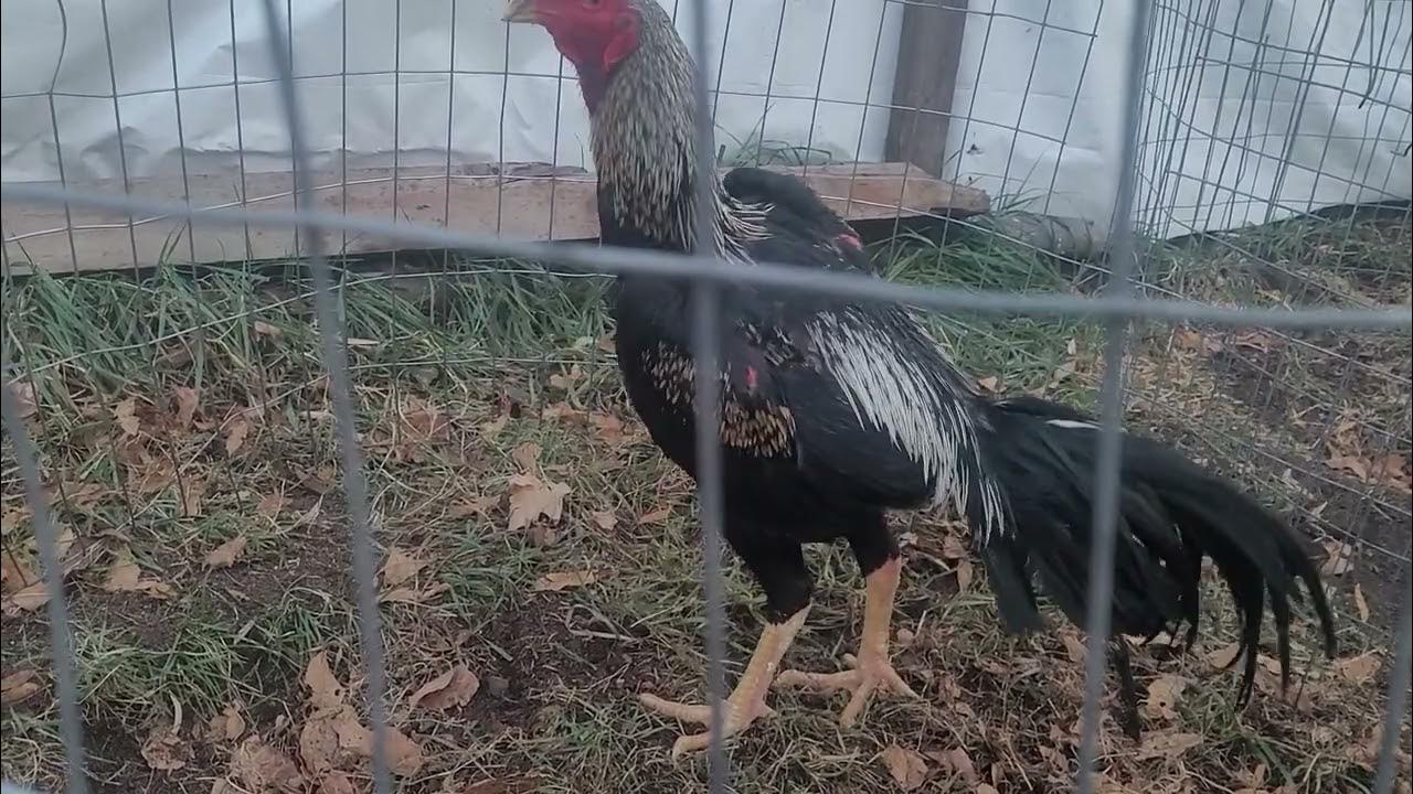 thanks you brother uas txoj kuv tus qaib mus uasi - YouTube