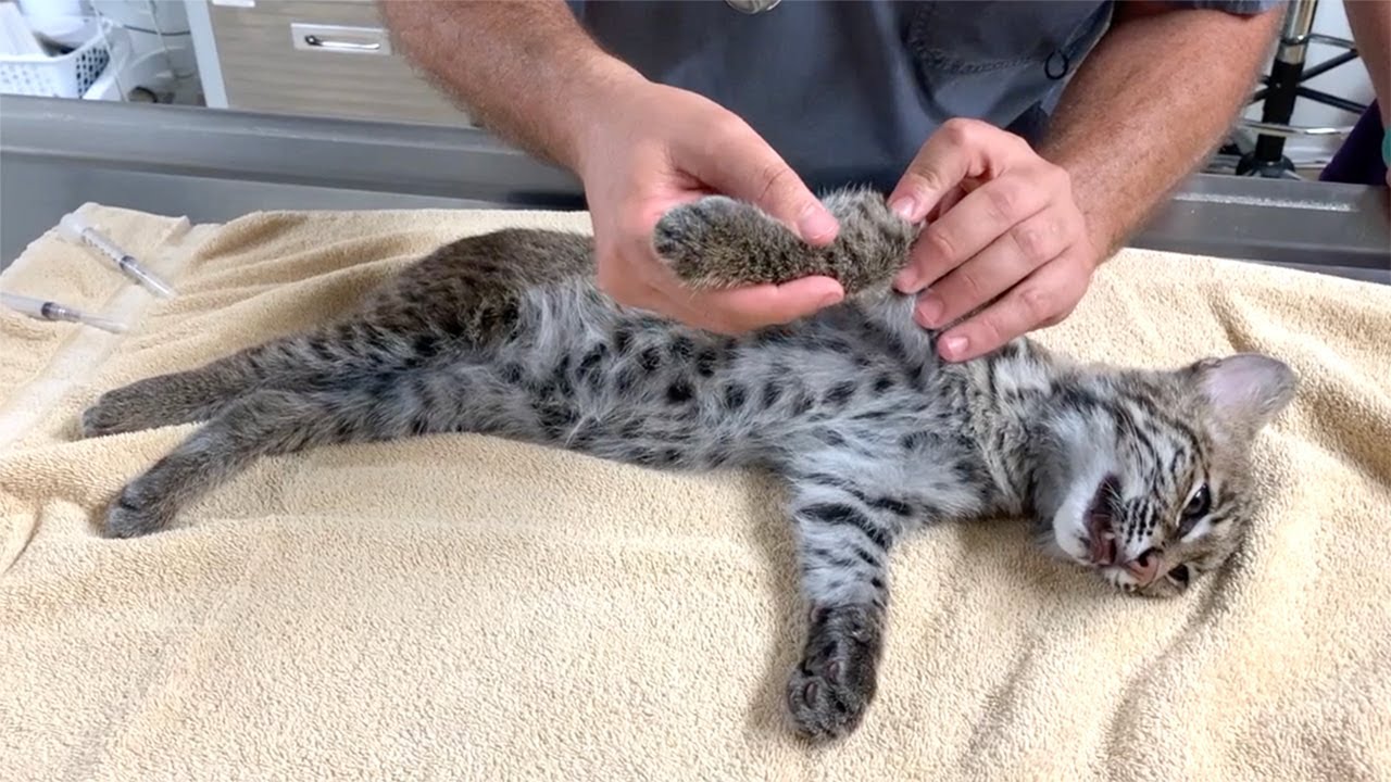 Update On Angel The Baby Bobcat's Recovery - YouTube