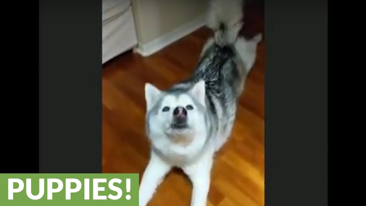 Compilation of husky's patented stretch slide - YouTube