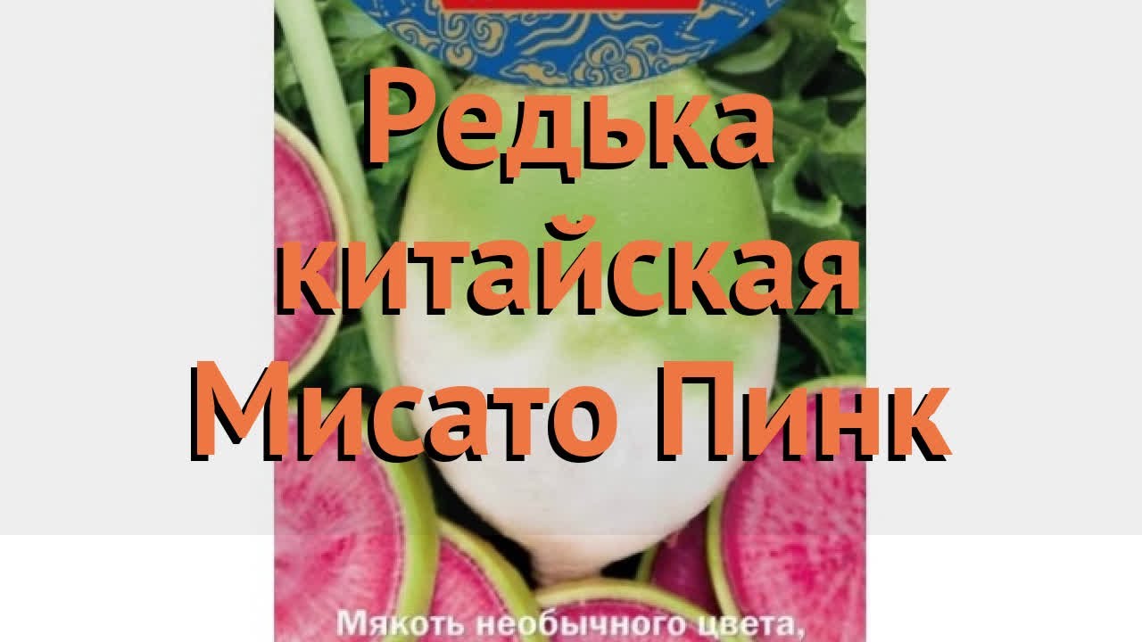 Редька китайская Мисато Пинк (misato pink) 🌿 обзор: как сажать, семена ...