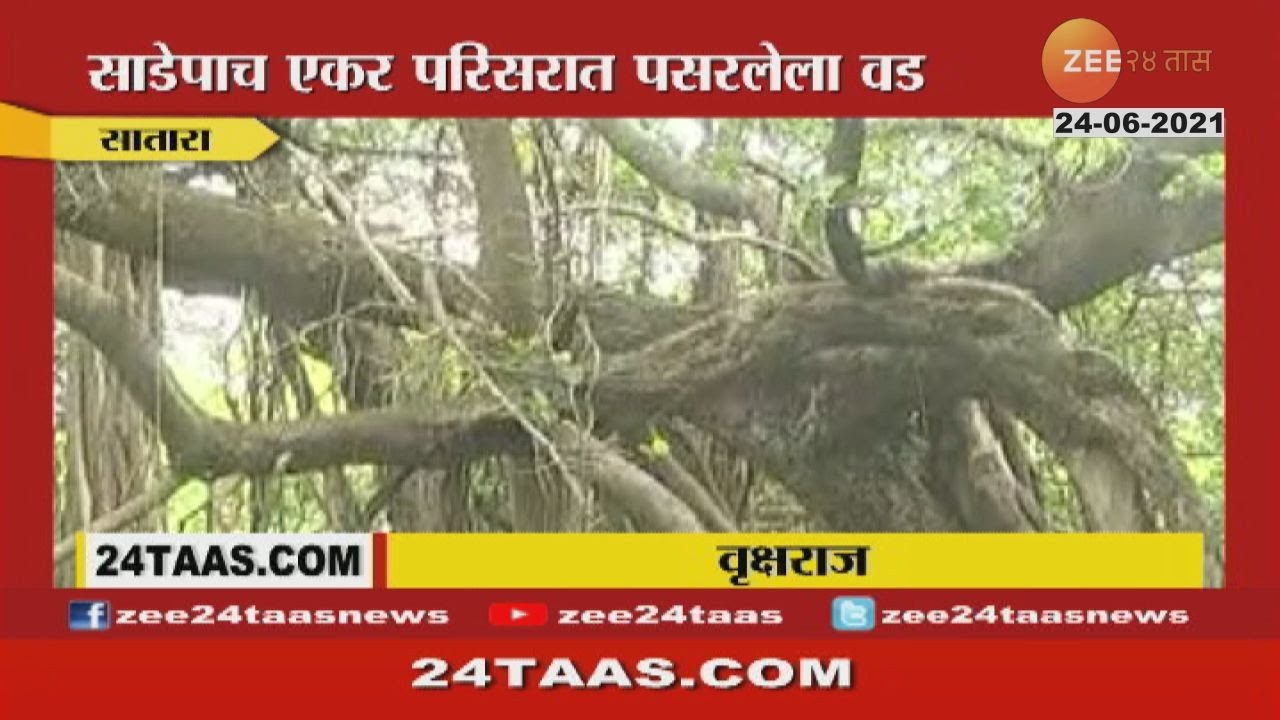 Satara | Big Banyan Tree Almost 400 Years Old - YouTube