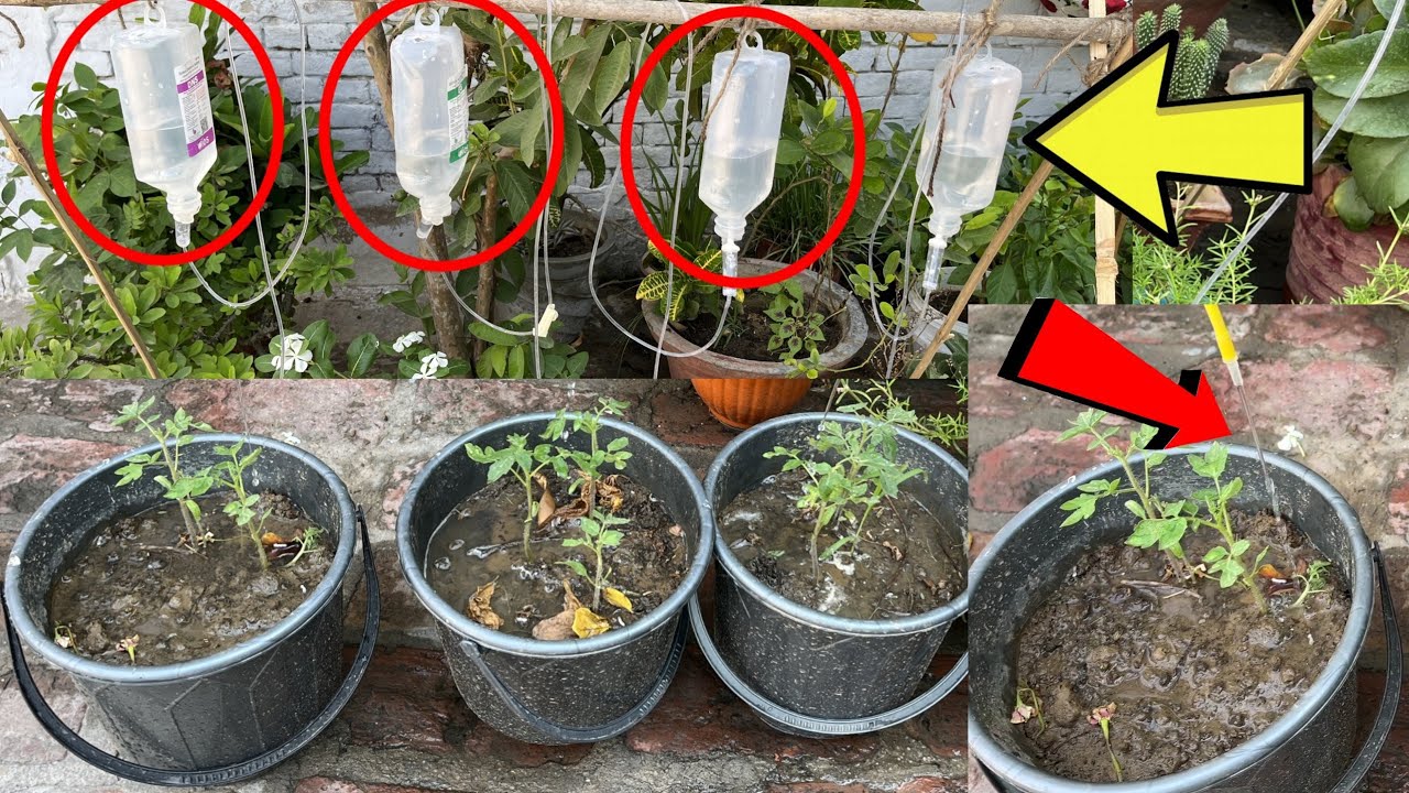 How to make diy dripping system for plants with Glucose Bottles | Home ...