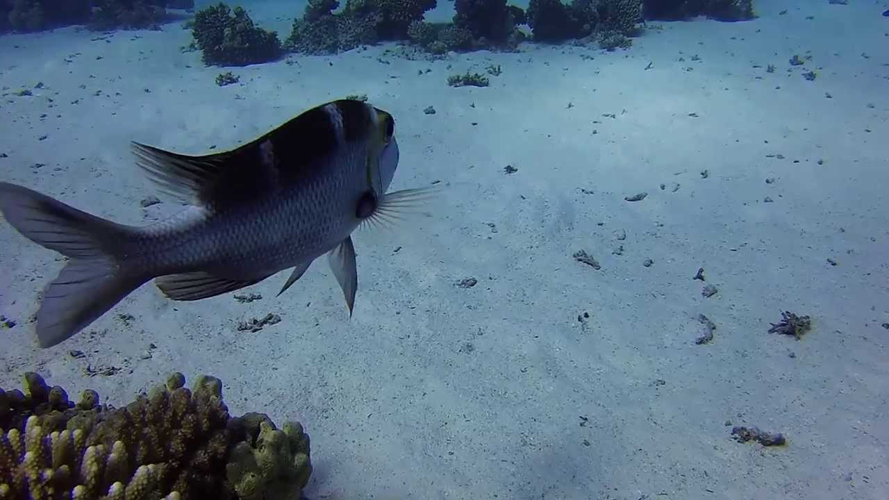 Day 1 : Tobia Arba and Tobia Kebir - YouTube