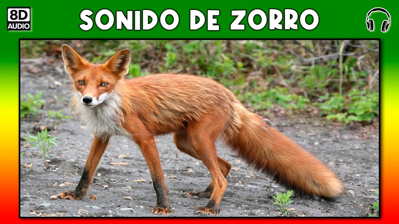 SONIDO DE ZORRO 🐾 - YouTube