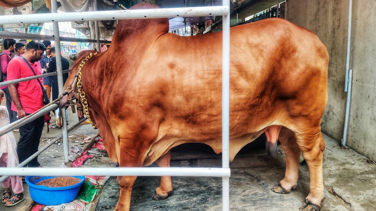 Puran DhaKar Elakar Boro Boro Goru 2024 • Fokir Banur Goru • Qurbani ...