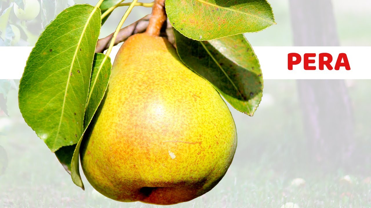 1 pera al giorno fa queste cose al tuo corpo | Quali sono i vantaggi ...