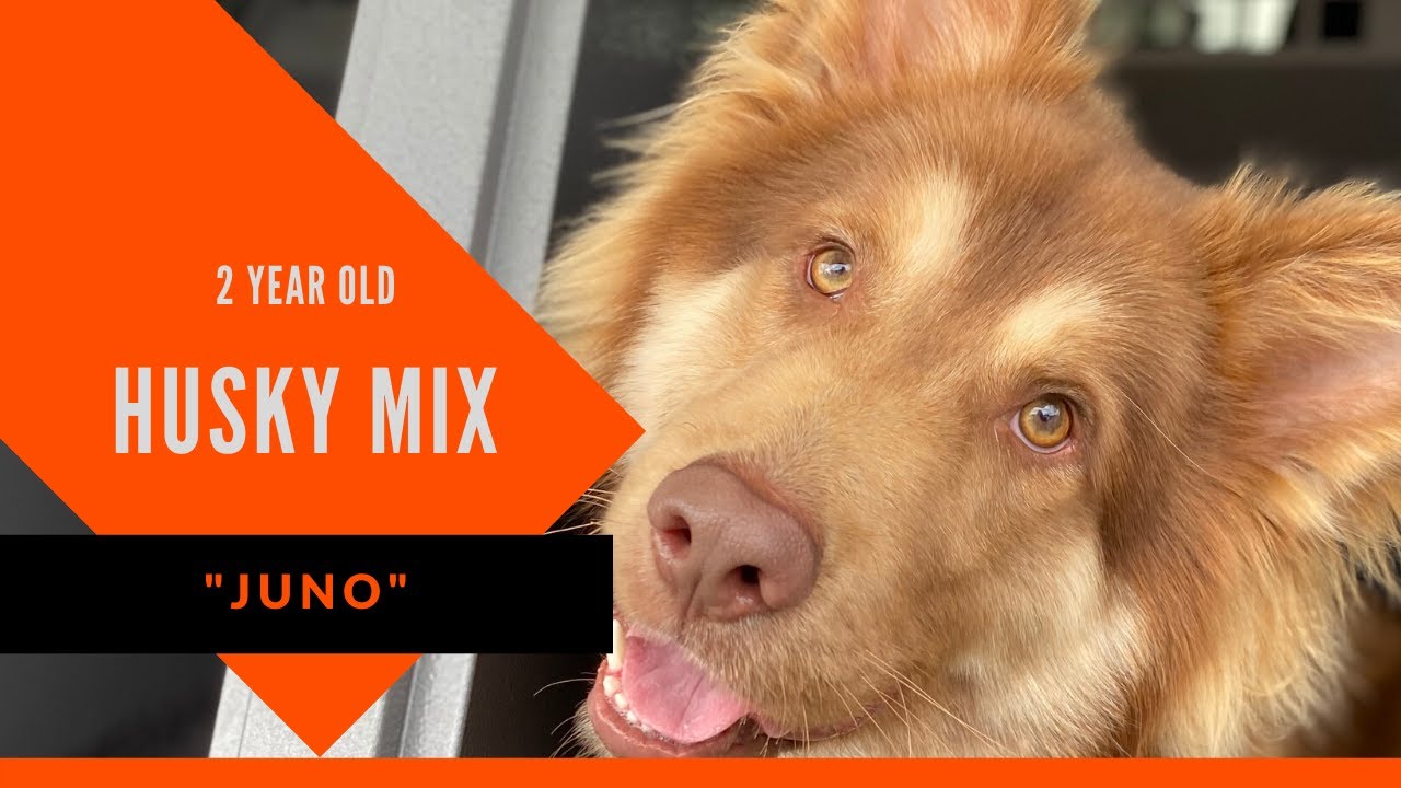 Juno | 2 Year Husky Mix | 2 Week Board & Train Atlanta | Dog Training ...