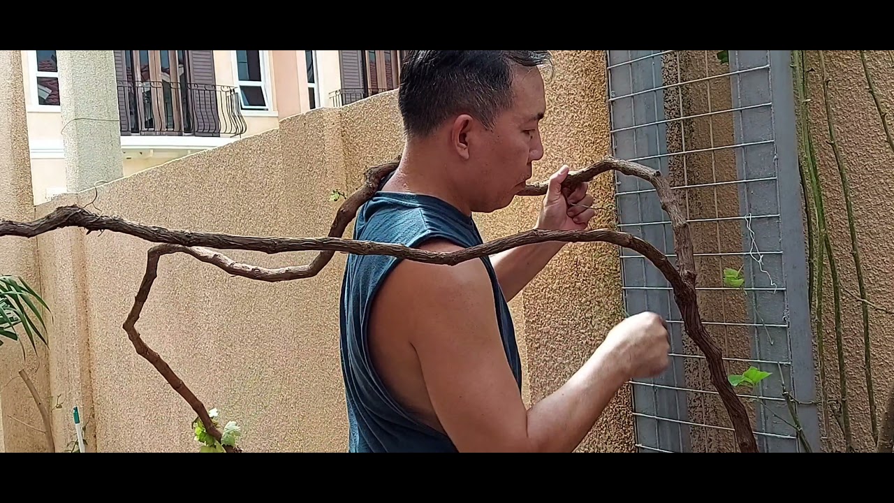 Transplanting Black Ribier Grapes From Pot To Ground - YouTube