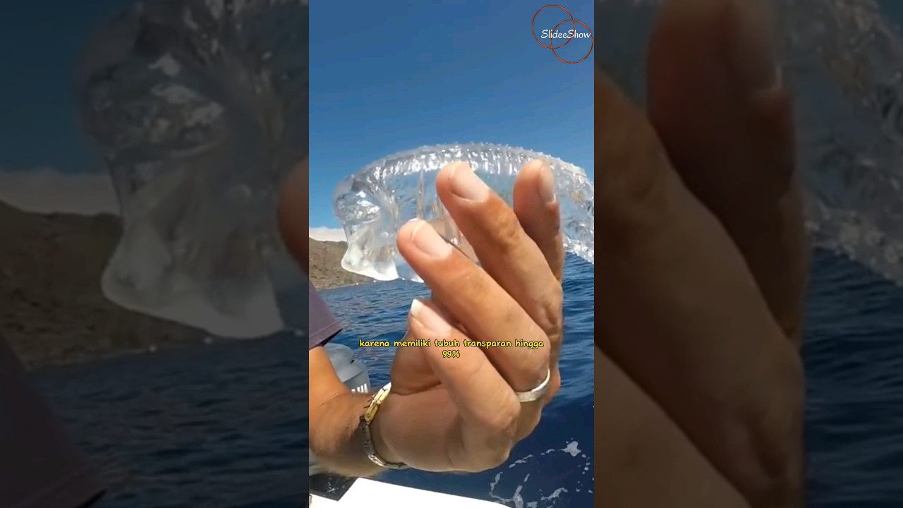 Ikan Transparan😱 || Salpidae #faktamenarik #faktaunik #hewan #ikan # ...