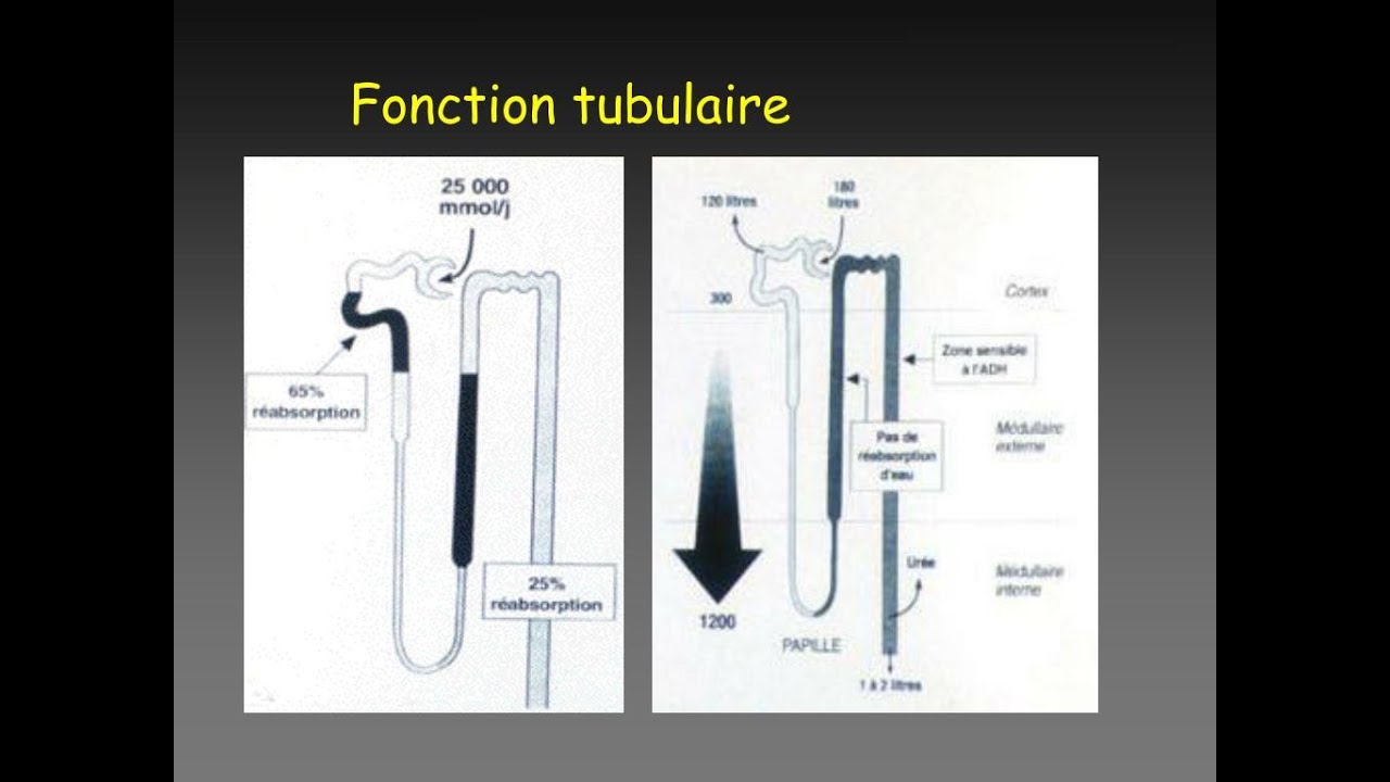 FONCTION TUBULAIRE PARTIE 2 - YouTube
