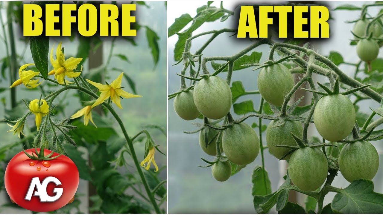 In the flower cluster, all the tomatoes will be tied after that ...