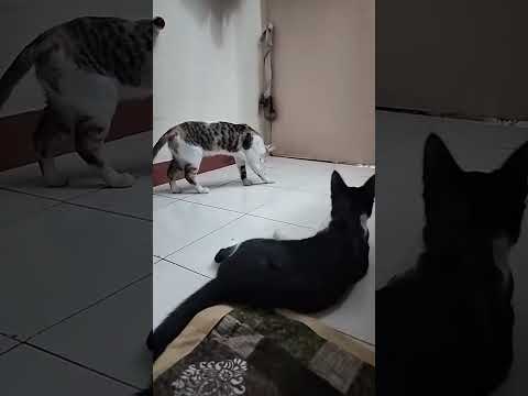 Kitty nights