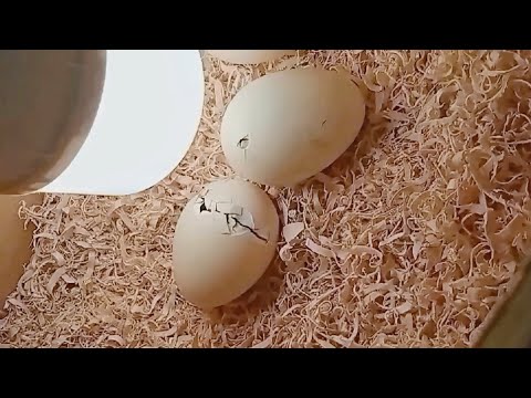 HATCHING baby chicks in real time #ASMR#satisfyingsound - YouTube