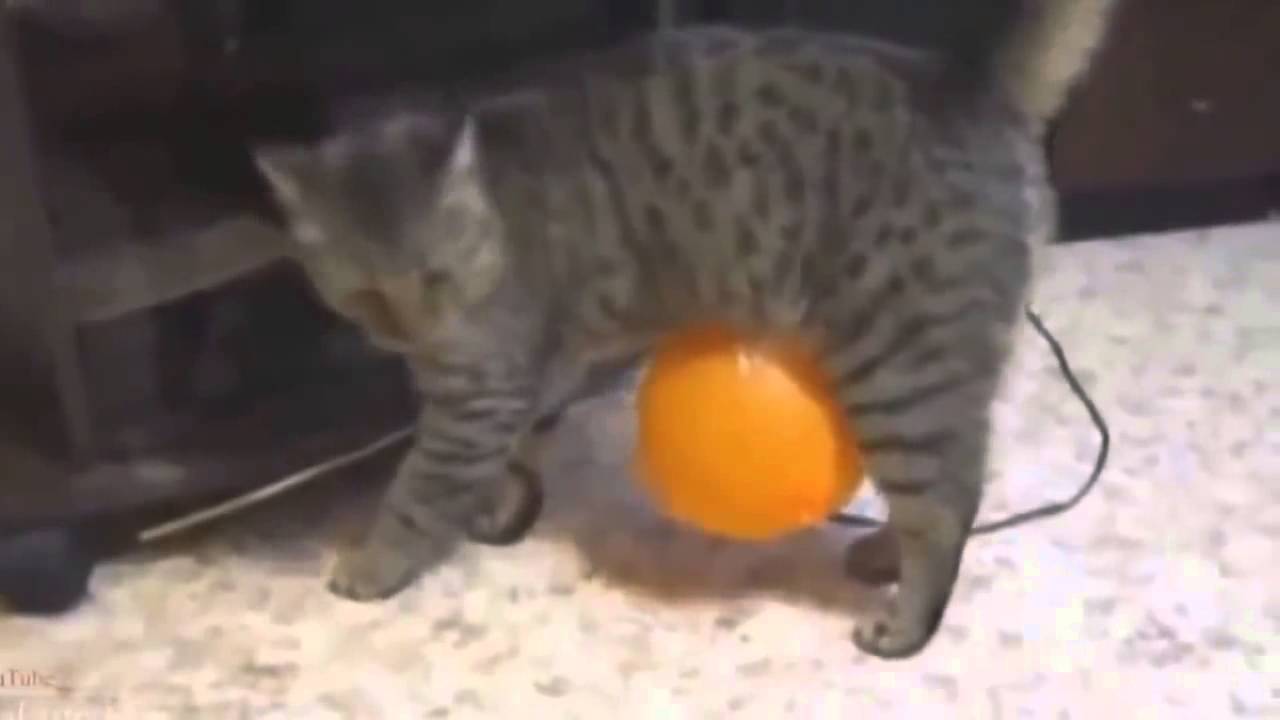 Сборник приколов с кошками 2014, кот отжигает, смешная кошка, подборка ...