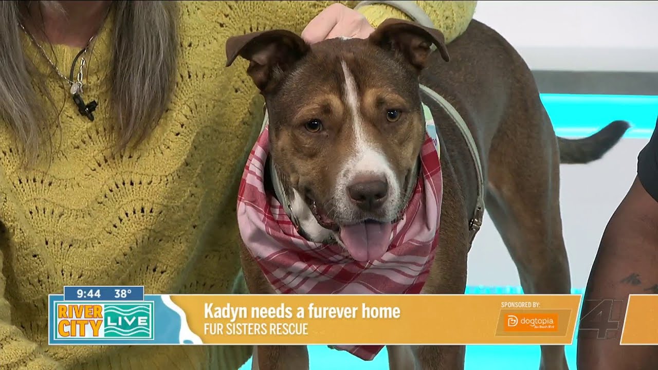 Kaydn seeking furever home! - YouTube