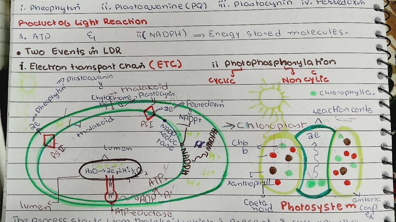 Light Dependent Reaction. Easiest method of explanation for class 11 ...