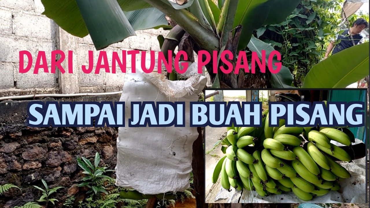 Enaknya Punya Pohon Pisang (Panen Pisang Ambon Perdana) - YouTube
