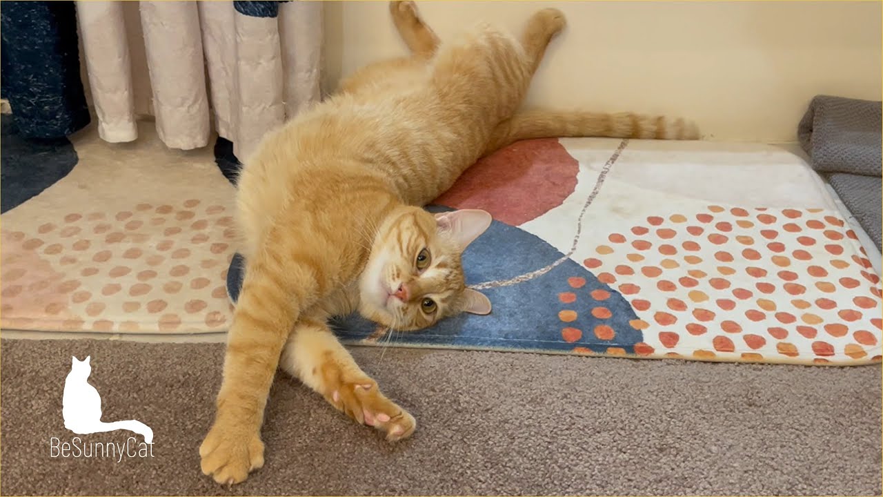 Catnip Party: Est. 8 Minutes of Feline Frenzy! - YouTube