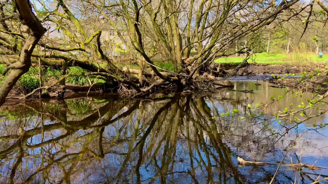 Lockdown walk #4 WHW, Douglas Muir quarry, Mains Plantation 2020 ...