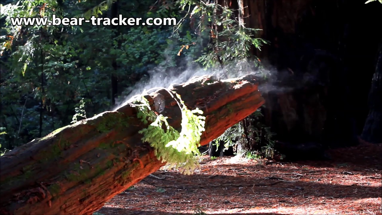 Redwood Forest Steaming after Rain Storm - YouTube