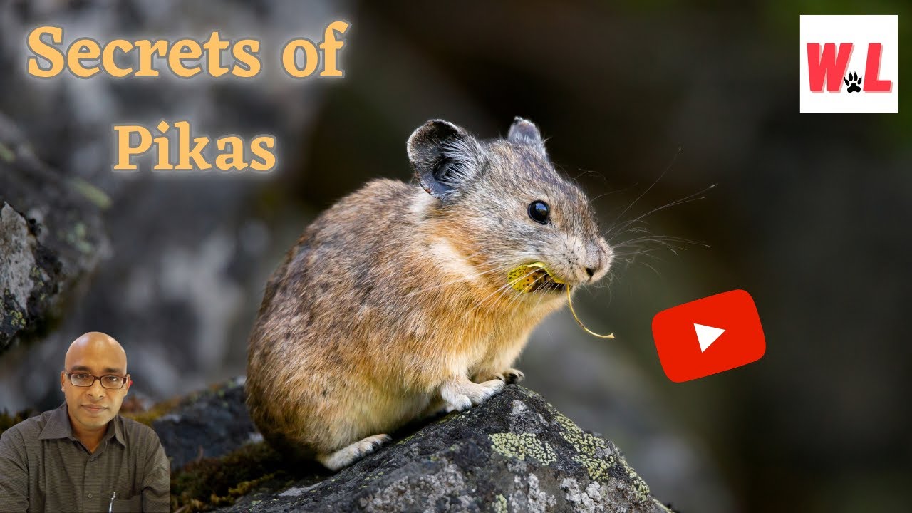 Incredible Pika: Top 10 Wild Facts That Will Amaze You - YouTube
