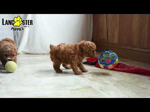Sweet Toy Poodle Puppies - YouTube