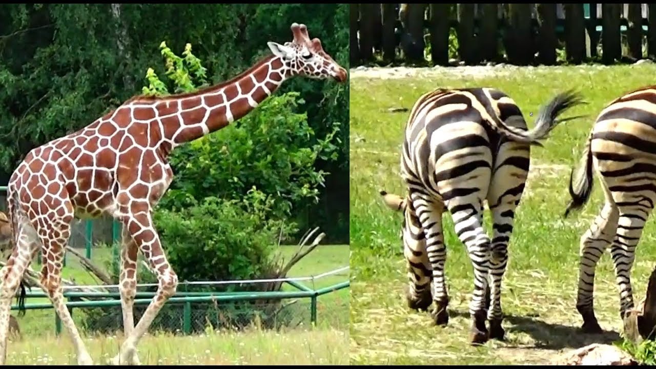 🦒🦓 Giraffes and Zebras at Savanna of Gdansk ZOO Oliwa | Żyrafy i zebry ...