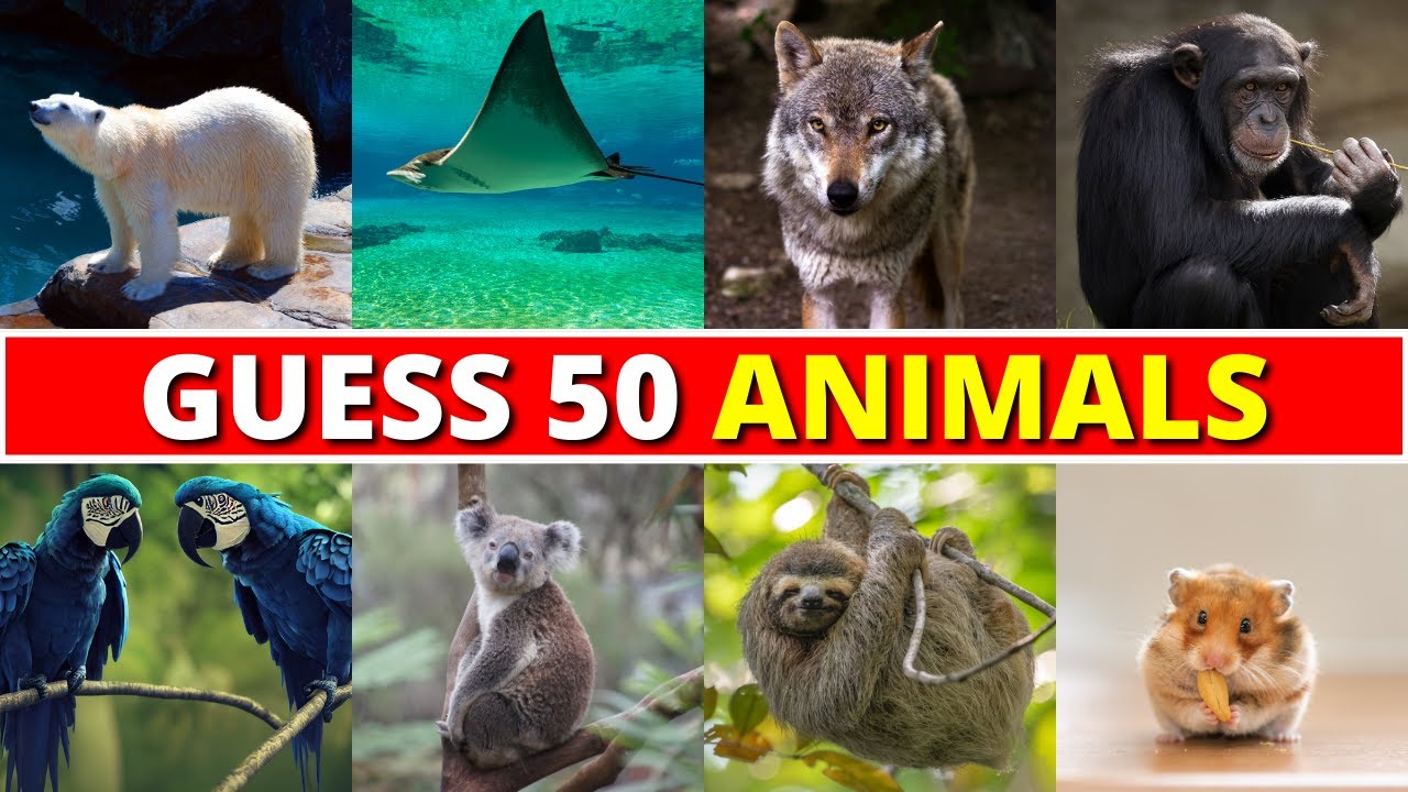 GUESS 50 ANIMALS IN 5 MINUTES | GUESS THE ANIMAL | GENERAL KNOWLEDGE ...